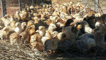 Nhema Chickens - Gallery