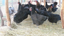 Nhema Chickens - Gallery